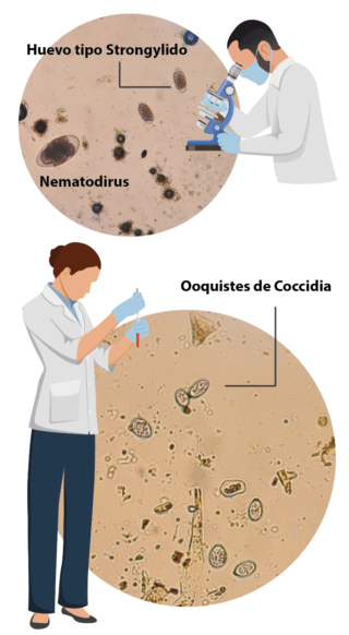 Examen directo :: Coproparasitoscopico - Tecnicas