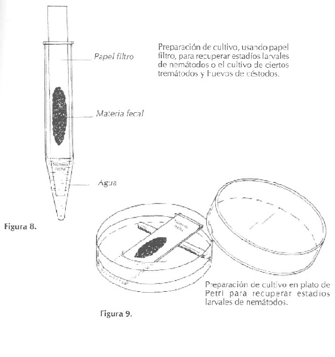 Harada Mori :: Coproparasitoscopico - Tecnicas